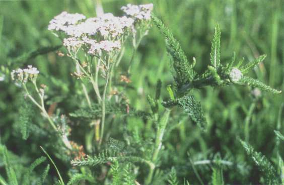 Identifying Weeds: War On Weeds | atelier-yuwa.ciao.jp Identifying Weeds: War On Weeds | atelier-yuwa.ciao.jp